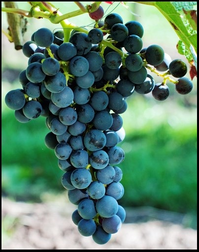 The Grape Varieties of Germany – Gregory Smith