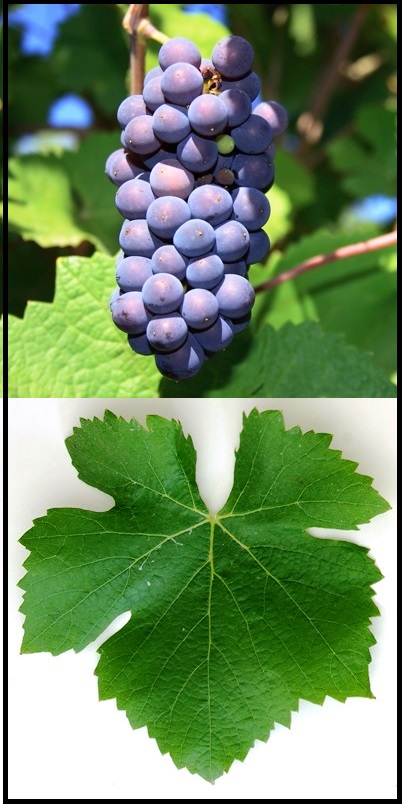 The Grape Varieties of Germany – Gregory Smith