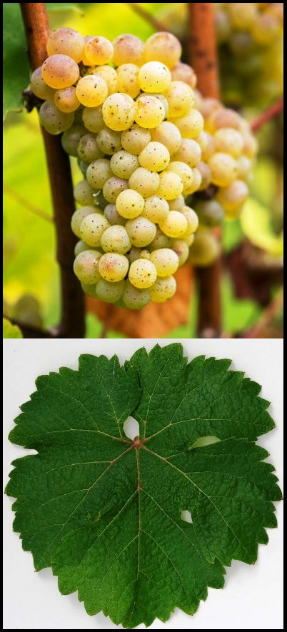 The Grape Varieties of Germany – Gregory Smith
