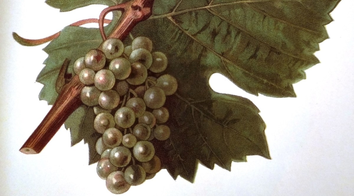 The Grape Varieties of Germany – Gregory Smith